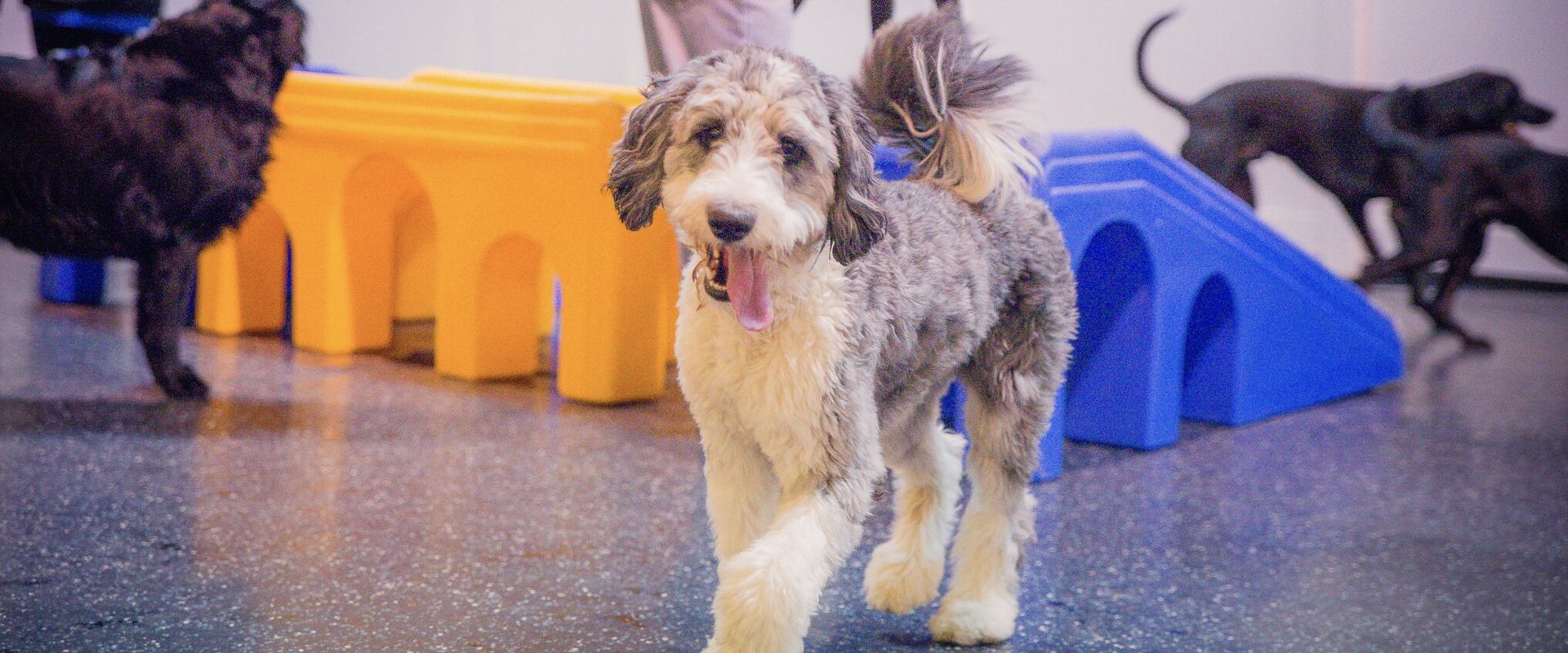About Us - A Dog's Day Out